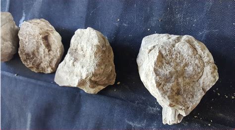 Dallas Creek Rudists Fossil Fossil Id The Fossil Forum