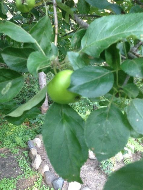 Apple Tree Identification