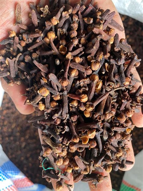 Buy Clove From Indonesia From Pt Putra Batara Bumi Indonesia