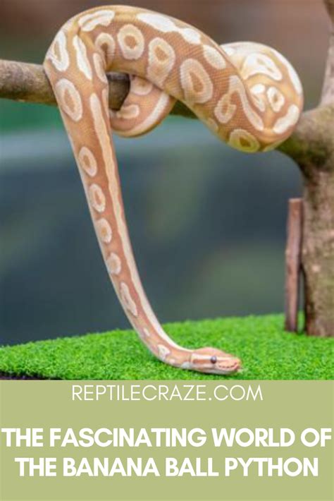The Fascinating World Of The Banana Ball Python Reptile Craze