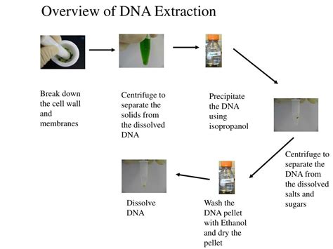 PPT DNA Extraction PowerPoint Presentation ID 318178
