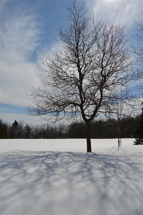 Tree Shadow Snow Free Photo On Pixabay Pixabay
