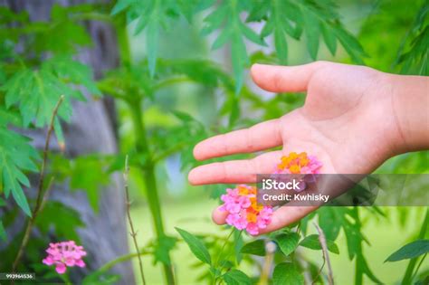 부케 핑크 Lantana Camara 꽃 녹색 잎 배경 란 타나 카마 라로 알려진 큰 세이 지 야생 세이 지 레드세이 지 및