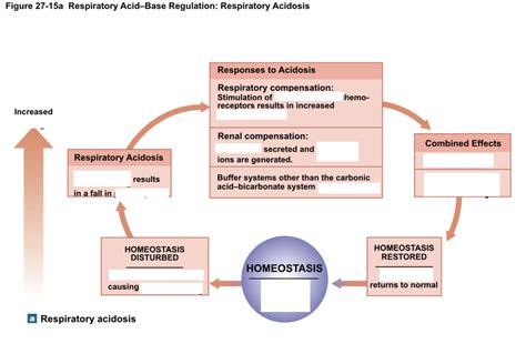 Respiratory Acid Base Regulation Respiratory Acidosis Diagram Quizlet