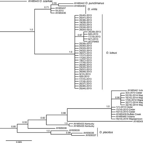 Topology Of Orconectes Haplotypes Included In The Bayesian Inference