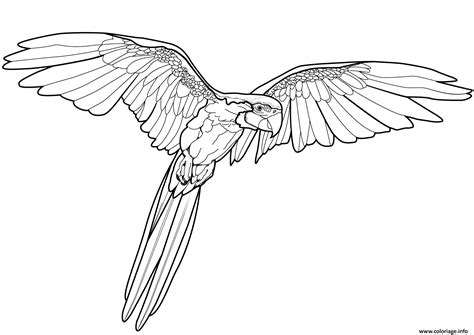 51 Coloriage Imprimer Oiseaux Exotiques Bird Template Art Drawings