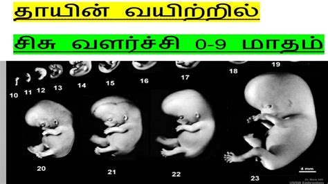 தயன வயறறல சச வளரசச மதம Fetal development month by month Pregnancy