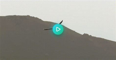 Peregrine Falcon Vs Formula E Car  On Imgur