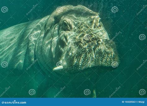 Hippopotamus Underwater Stock Image Image Of Mammal 10320563