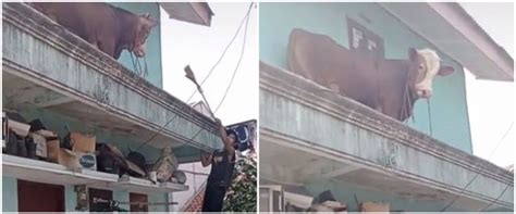 Lepas Dari Kandang Sapi Ini Nyasar Ke Lantai 2 Rumah Dan Bikin Panik