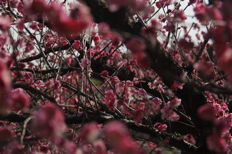 Cherry Blossom Pohon Sakura Bunga Foto Gratis Di Pixabay Pixabay