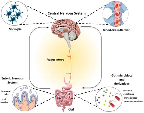 Bidirectional Communication Between Gut Microbiota And Gut Brain Axis