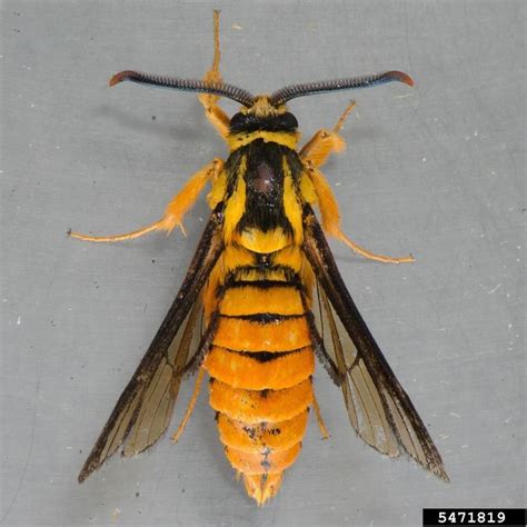 Monday Naturezen More Moths Pretending To Be Wasps Wired