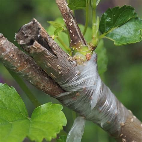 6 Different Types Of Grafting In Plants Fashion Goalz