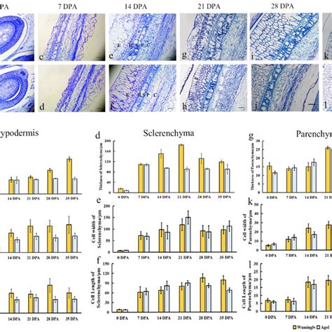 The Phenotype Of Seed Coat Color And Pigment Accumulation In Cucurbita