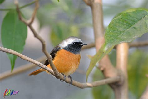 Alder s Bird watching Notes 植物園黃尾鴝Daurian Redstart Botanical Garden
