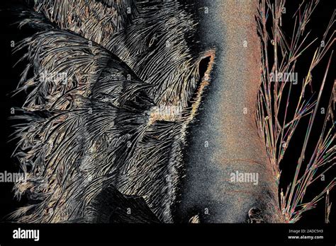 Light Micrograph Of Amoxicillin Inn Crystals Amoxicillin Is A