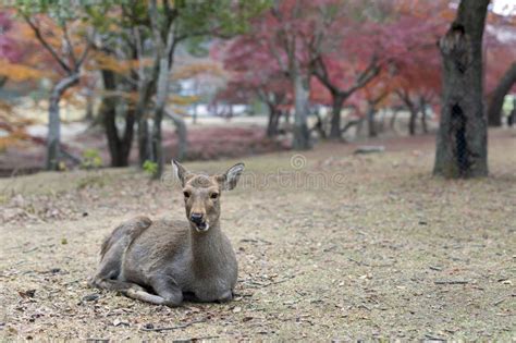 Japan Nature Park In Nara Deer Live Freely In A Japanese Park A Herd
