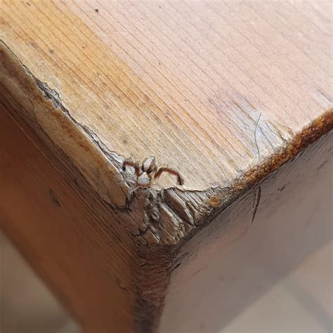 Bro Never Skipped A Leg Day Rspiderbro
