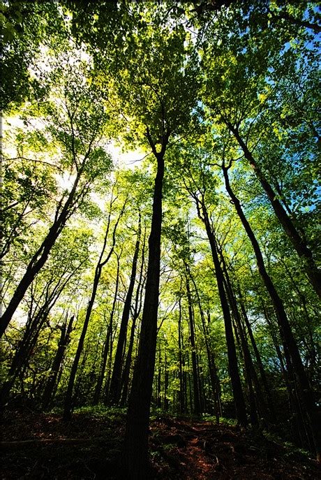 高高的大树 高高的树 伤感说说吧