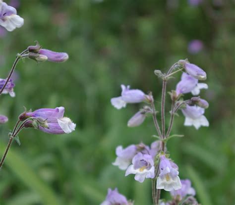 Sweetbay Penstemons