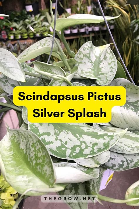 10 Common And Rare Scindapsus Varieties With Pictures Thegrow