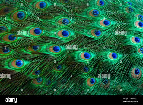 Peacock Print Patterns