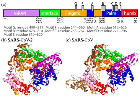 Molecular Simulations Of Rna Dependent Rna Polymerase Of Sars Cov 2