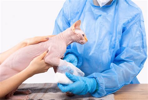 스핑크스 고양이 관리 용품 추천 10가지 피부 관리에 신경 써야 비마이펫 라이프