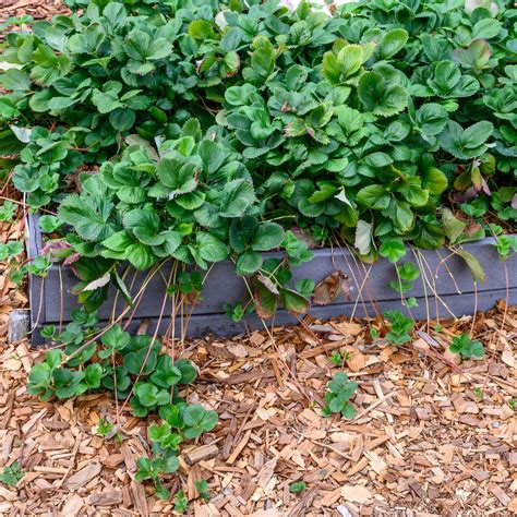 Strawberry Renovation Complete Guide Strawberry Plants