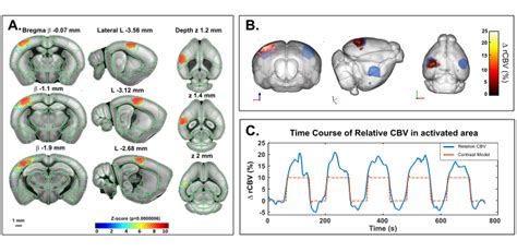 Whole Brain 3d Activation And Functional Connectivity Mapping In Mice Using Transcranial