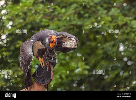 King Vulture Sarcoramphus Papa A Large Bird Found In Central And