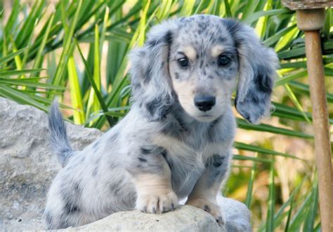 Silver Dapple Irish Cream Long Haired Dachshund Vlfg