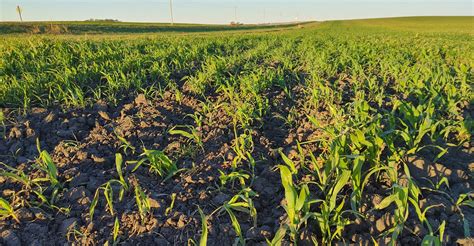Know Options For Volunteer Corn Control