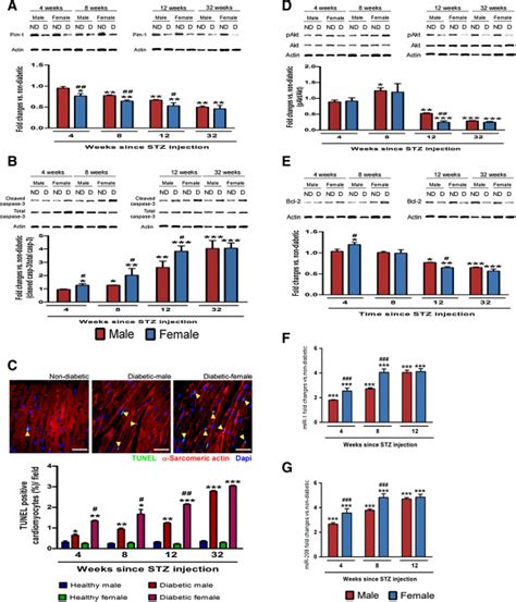 Rapid Deterioration Of Survival Proteins And Increased Apoptosis In