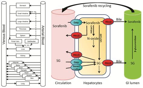 Whole Body Pbpk Model Structure Left Structure Of Sorafenib And