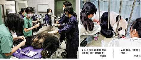 合力救治大熊貓團團病危 牽動兩岸人心 大公報