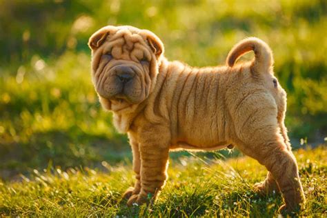 The Miniature Shar Pei Wrinkles That Captured The World