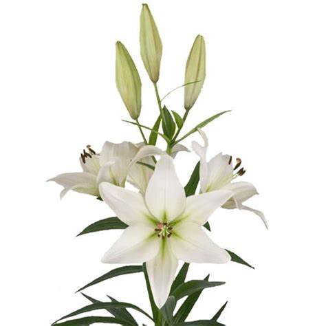 Lily La Supera 90cm 4 Wholesale Dutch Flowers And Florist Supplies Uk