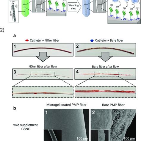 Plastic Binding Peptides Have Been Included In Sophisticated Designs