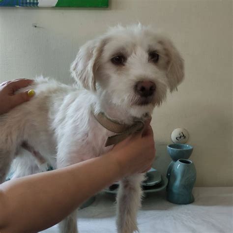 حیوانک، آگهی خرید و فروش حیوانات خانگی، آگهی واگذاری حیوانات خانگی