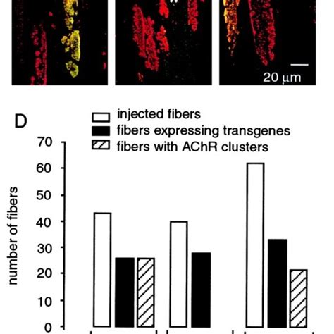 Musk Induces Postsynaptic Like Specializations A Plasmid Dna For Download Scientific Diagram