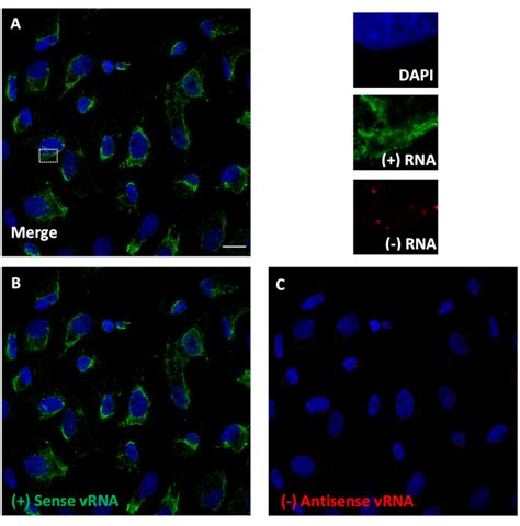 Single Cell Multiplexed Fluorescence Imaging To Visualize Viral Nucleic Acids And Proteins And