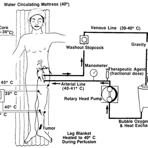 Schematic Illustration Of The Circuit Used For Isolated Infusion Of A Download Scientific