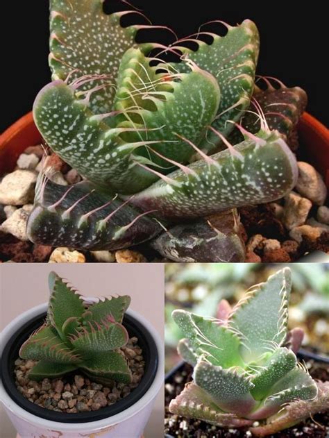 Фаукария Кошачья (Faucaria Felina) | Суккуленты, Растения, Кактус