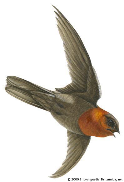 Swift Bird