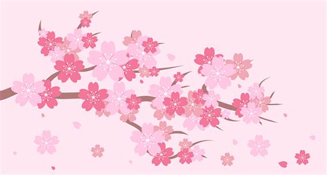 벚꽃 가지 벚꽃 가지 분홍색 벚꽃이 만발합니다 핑크 사쿠라 꽃 배경입니다 떨어지는 꽃잎 벡터 그림 0명에 대한 스톡 벡터 아트
