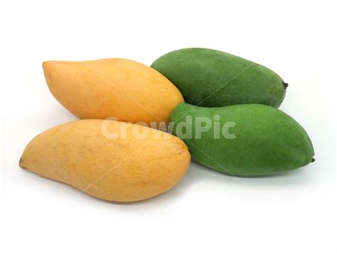 망고 그린망고 녹색망고 망고mango Mango망고 사진 이미지 일러스트 캘리그라피 Goodfly작가