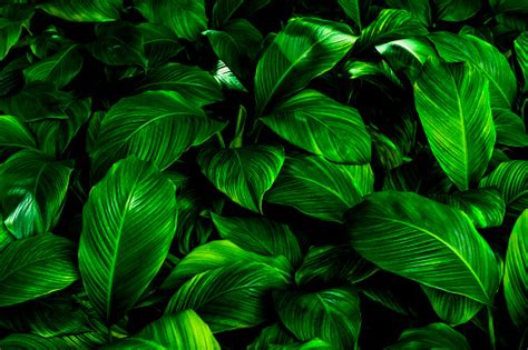 Spathiphyllum Cannifolium 잎 추상적 인 파란색 질감 자연 배경 열대 잎 0명에 대한 스톡 사진 및 기타