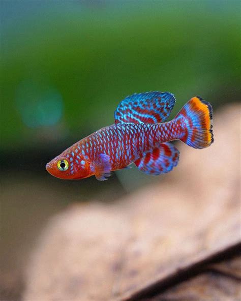 30 Coolest Freshwater Fish For Your Aquarium
